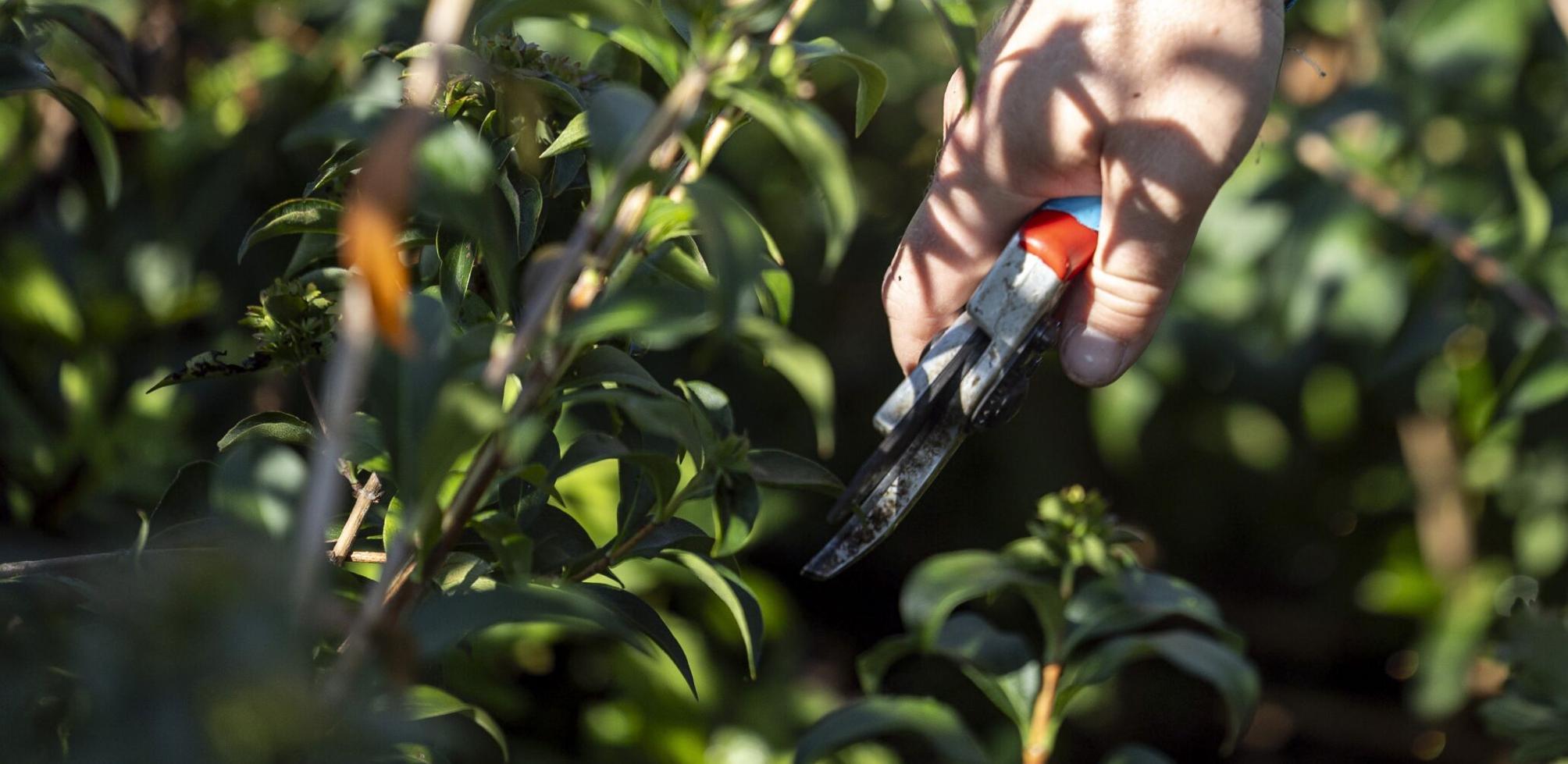 MoBot's new flowerbeds contain hard-to-find, rare plants