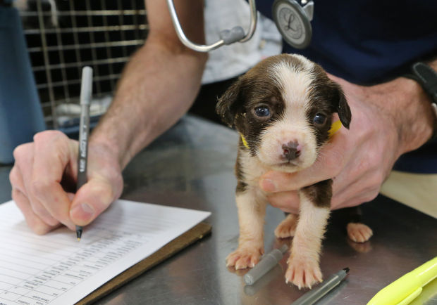 Breeder gives up 135 puppies, adult dogs to Humane Society of Missouri