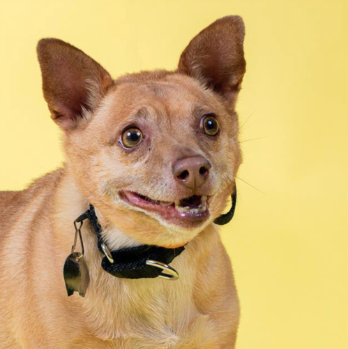 Humane Society of Missouri pets for adoption