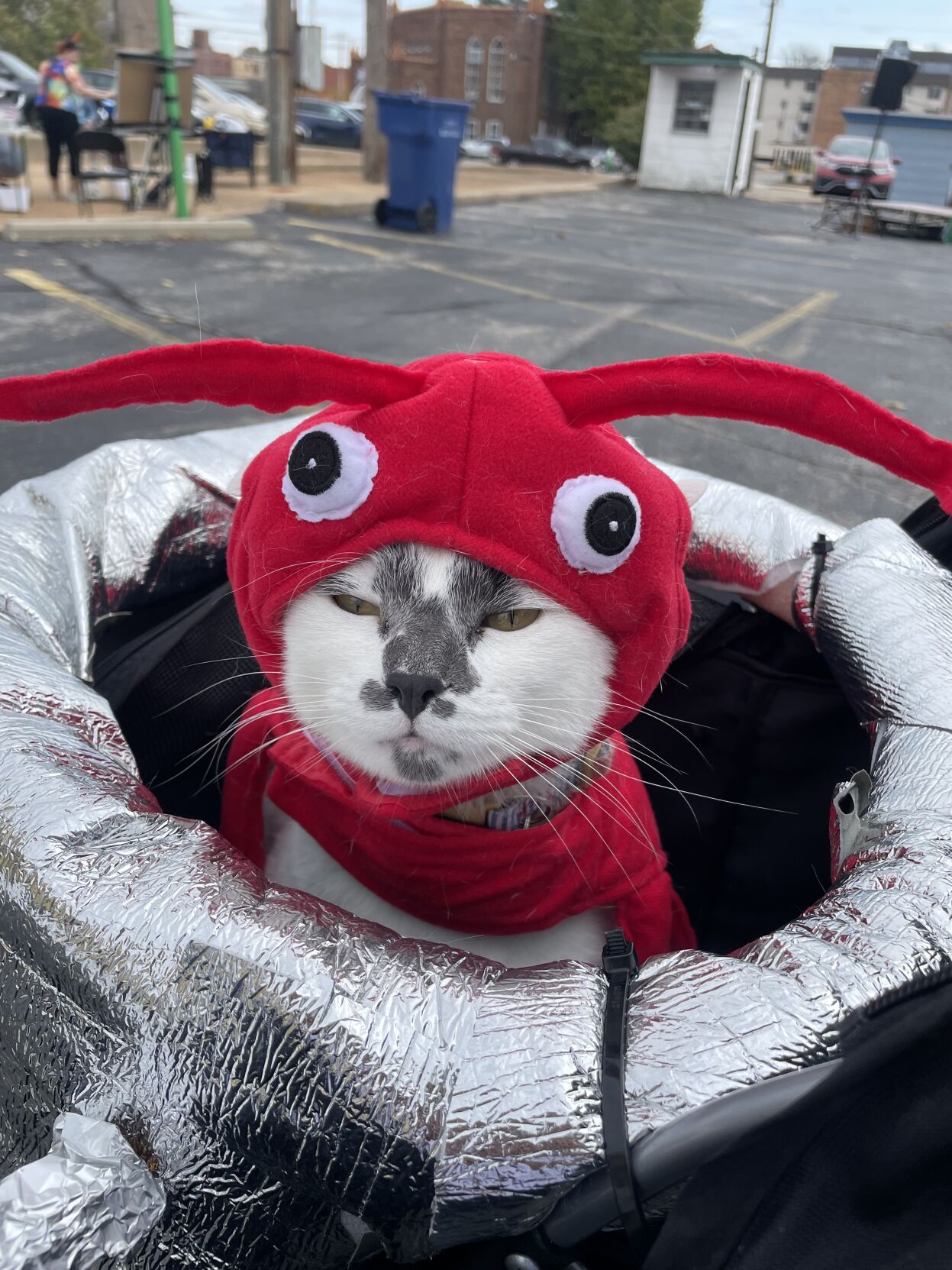 The next Cadbury Easter bunny could be a Metro East cat