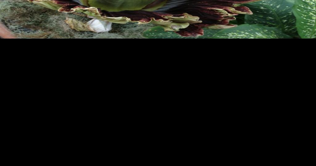 Rare corpse lily is blooming at Missouri Botanical Garden