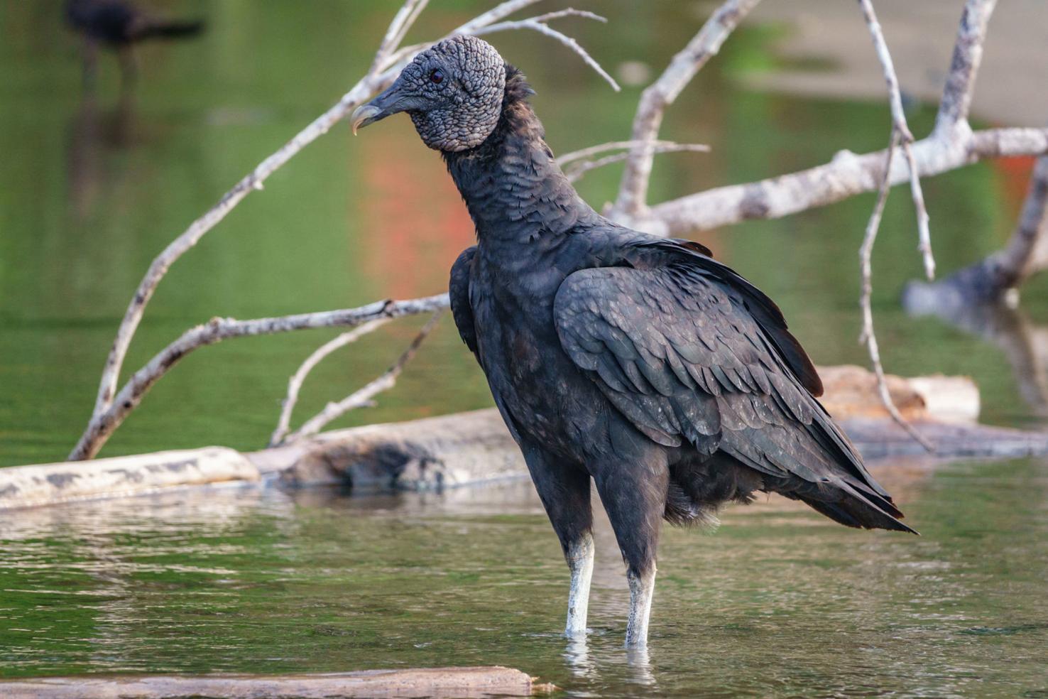 Vultures taking a toll on cattle in Southern Illinois