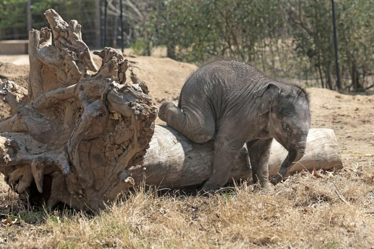 Photos: Baby Asian elephant Jet just weeks away from public debut at St. Louis Zoo