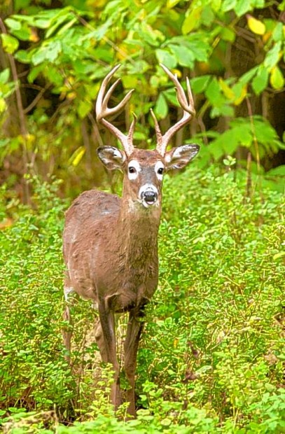 Deer dying in Missouri due to fly-biting disease
