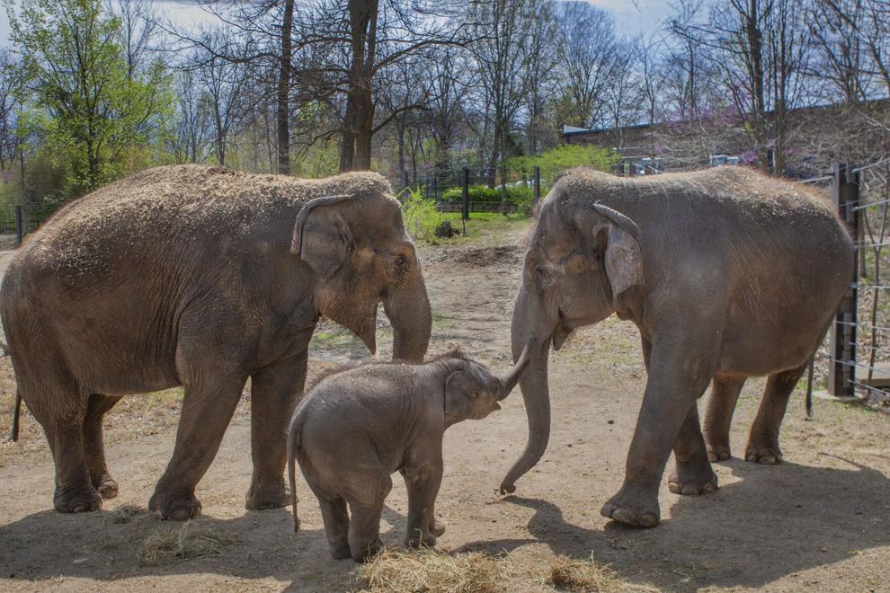 Visitors can now see Jet, St. Louis Zoo's baby elephant