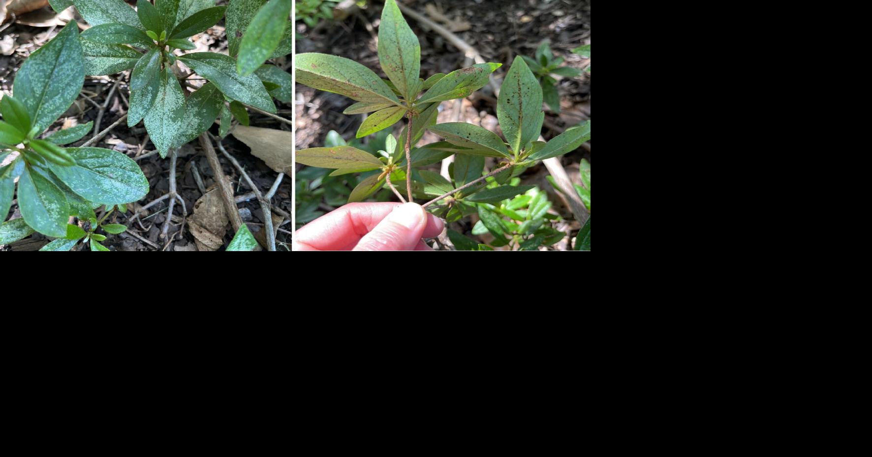 Lace bugs may be to blame for azalea damage