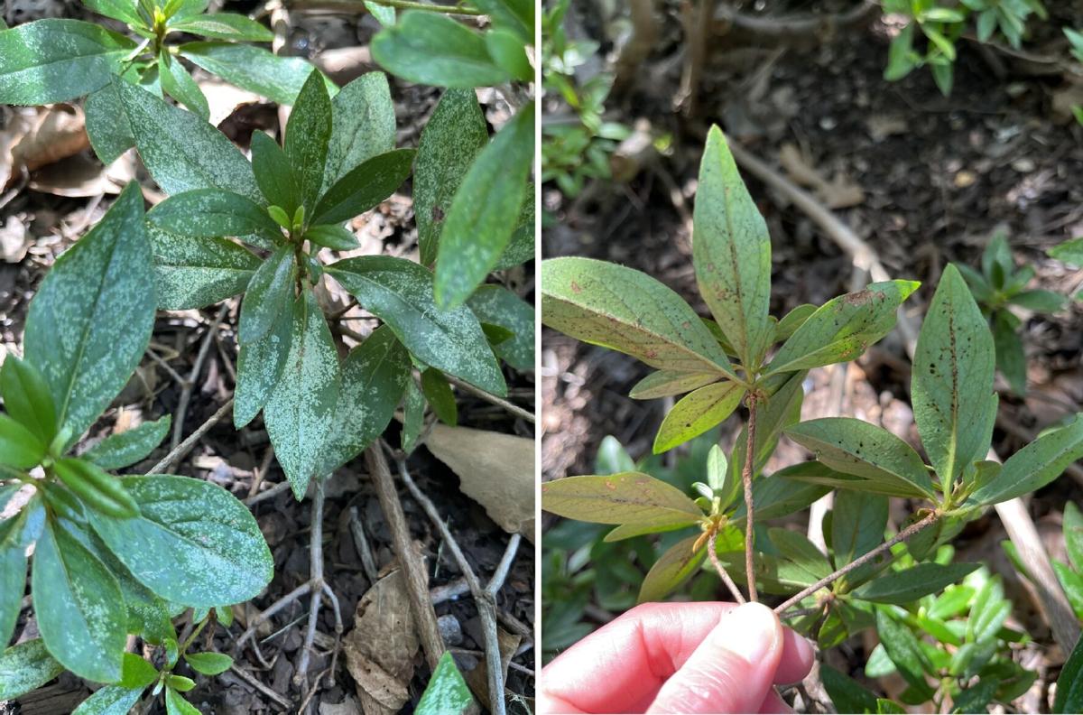Lace bugs may be to blame for azalea damage