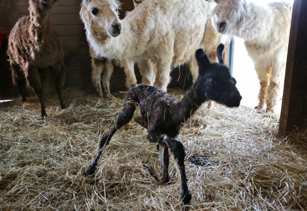 Llama gives birth at Wegeners' farm