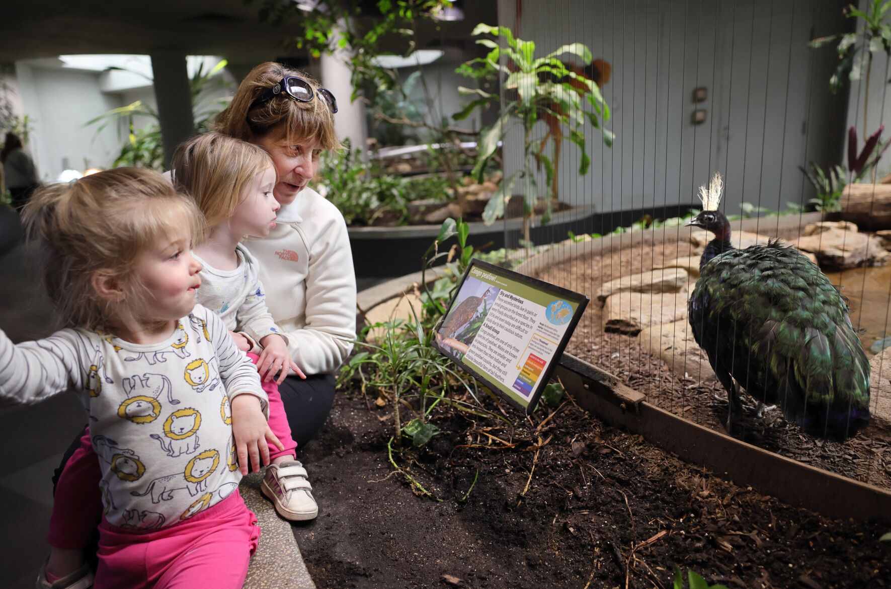 Photos: St. Louis Zoo's historic bird house to close for renovation
