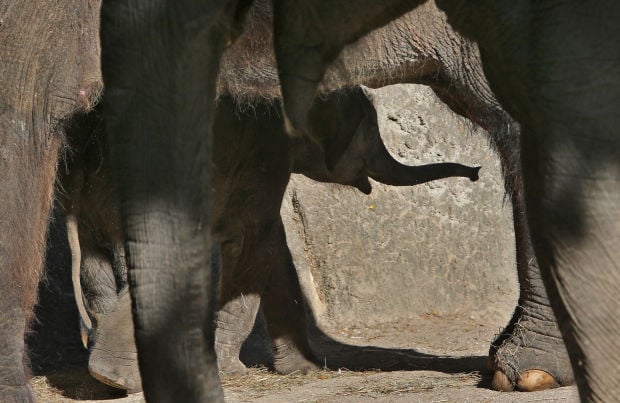 Zoo elephants getting fat, study says. Or is that curvy?