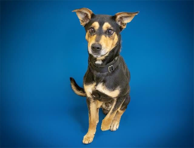 Humane Society of Missouri pets for adoption