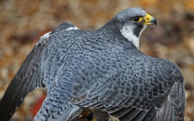 Missouri agency aims to remove peregrine falcons from endangered list