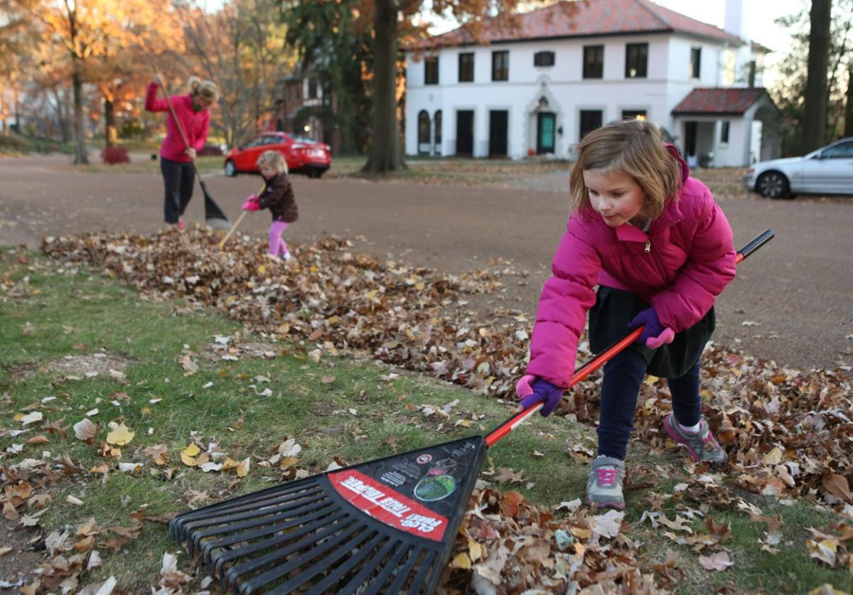Raking your leaves hurts wildlife, so put down the rake