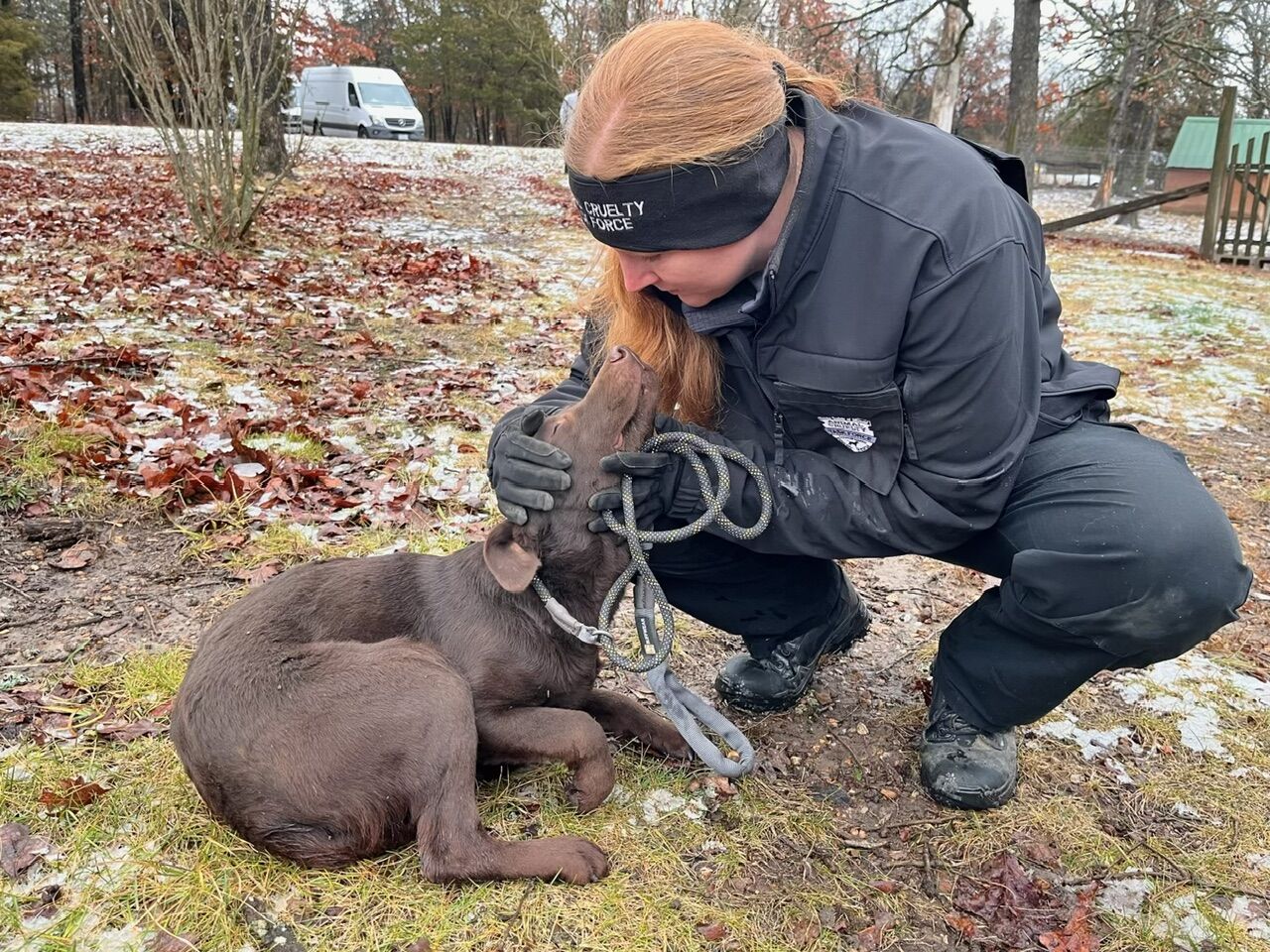First yellow Lab rescued this week by Humane Society of Missouri is ...