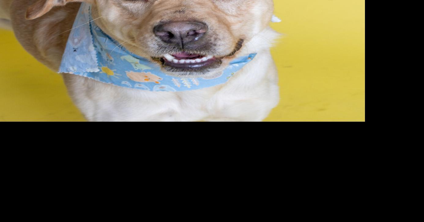 Humane Society of Missouri pets for adoption