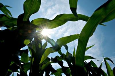 Plummeting corn prices spurs talk of '80s U.S. farmland bust
