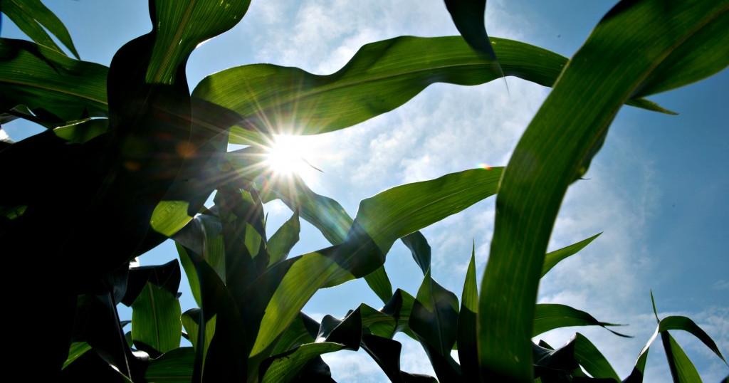 Plummeting corn prices spurs talk of '80s U.S. farmland bust