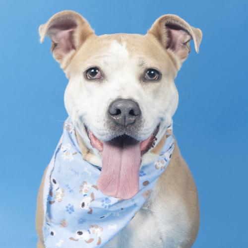 Humane Society of Missouri pets for adoption