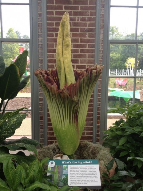 Rare corpse lily is blooming at Missouri Botanical Garden | Local ...