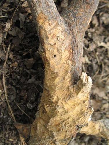 Protect your trees from animal damage