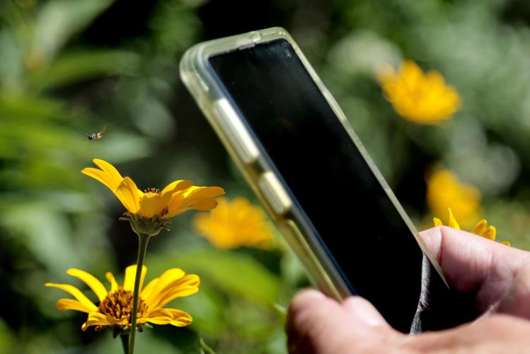 Belleville ‘citizen scientist’ finds rare parasitic bee in his front garden