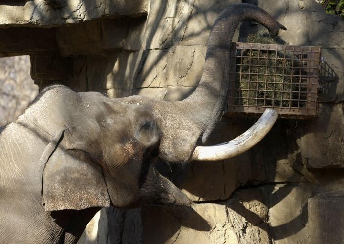 Raja is leaving St. Louis Zoo. More elephants on the way.