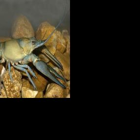Missouri’s list of endangered species grows by three