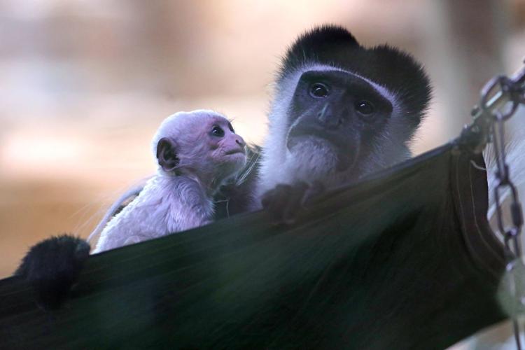 It's a boy! St. Louis Zoo announces birth of healthy colobus monkey