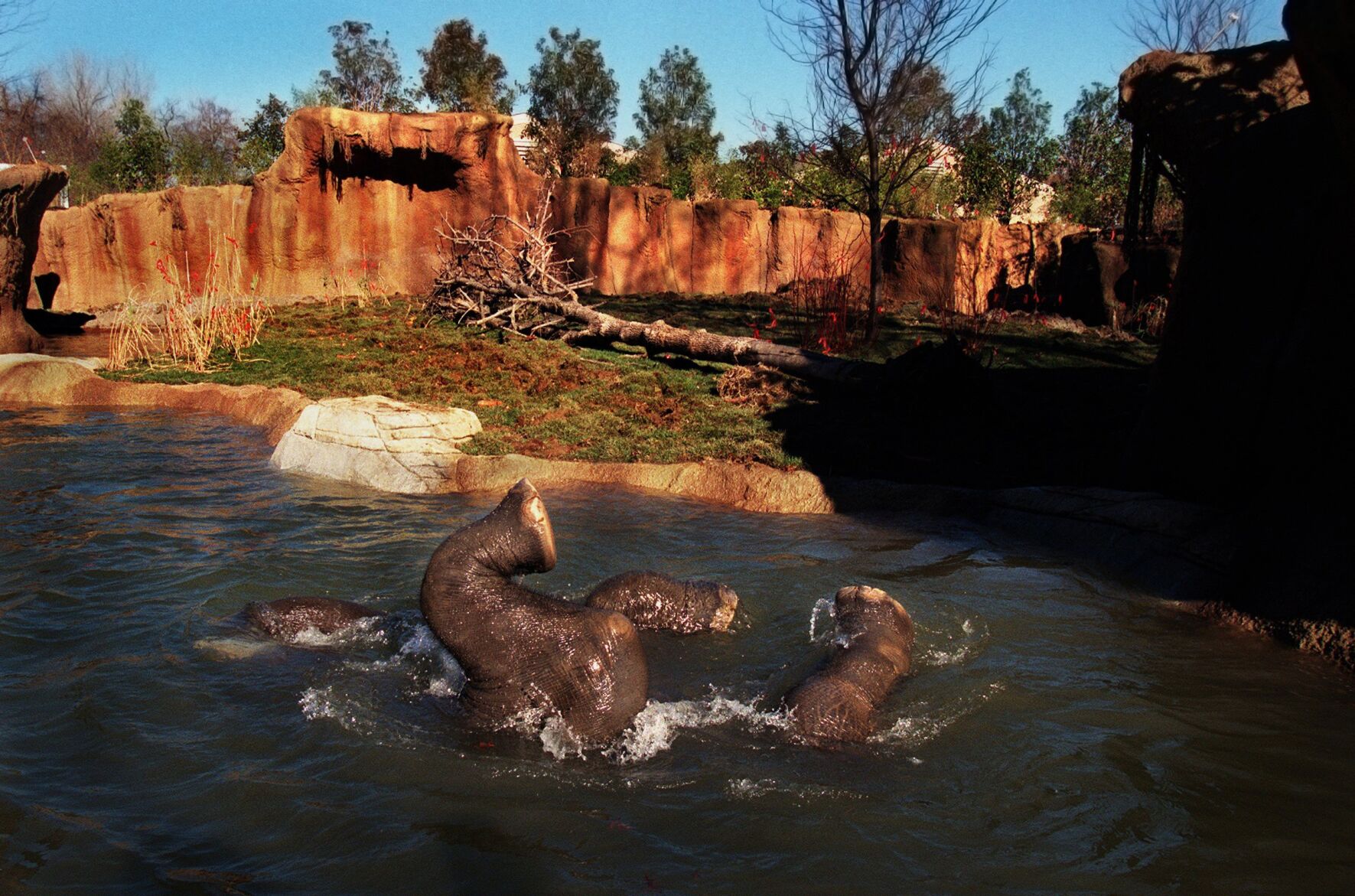 Raja is leaving St. Louis Zoo. More elephants on the way.