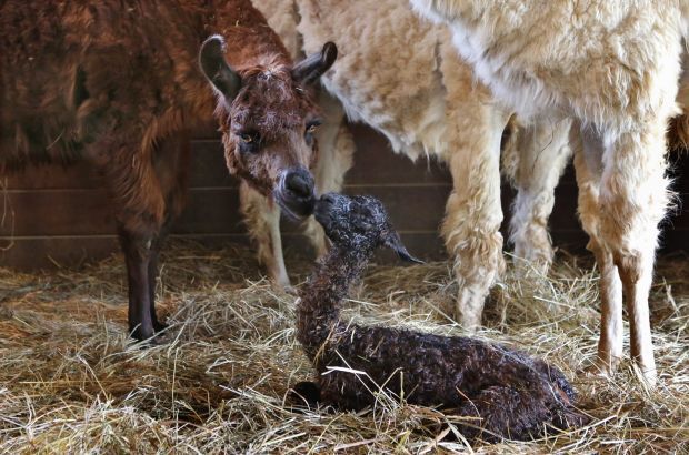 Llama gives birth at Wegeners' farm