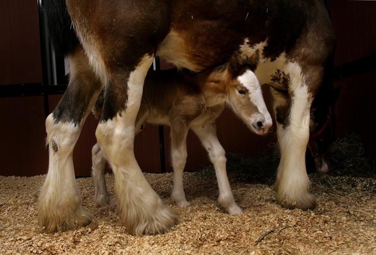 Budweiser Clydesdales ranch to open for tours