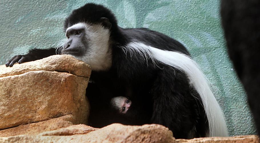 St. Louis Zoo welcomes baby colobus monkey