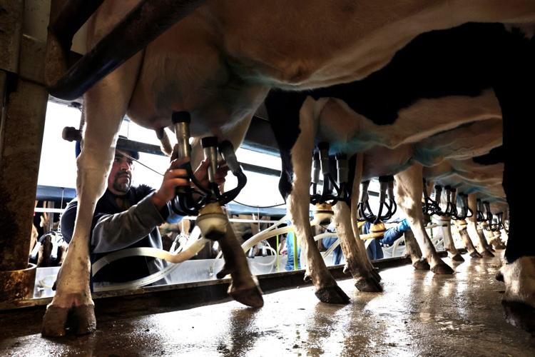 Raw milk Interest grows in Missouri despite health concerns