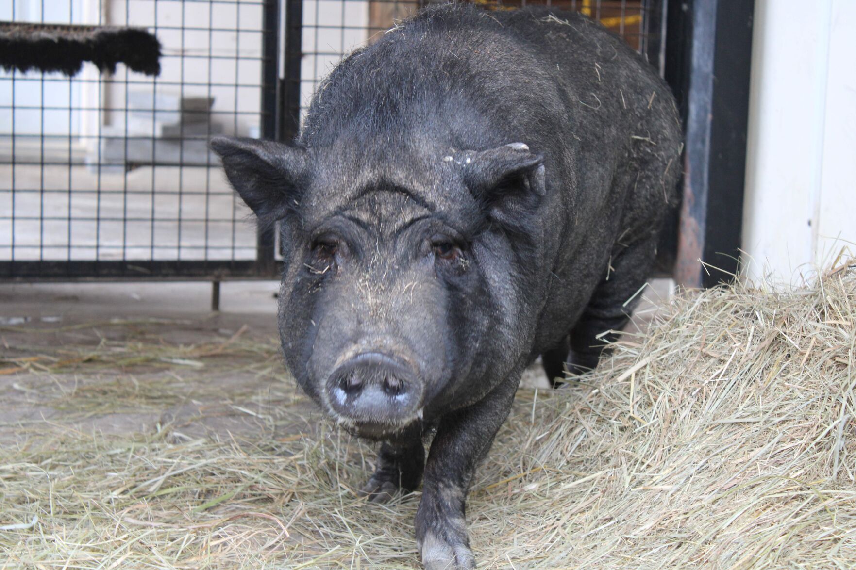 Meet our pets of the week: A collie mix, a pit mix and a potbellied pig