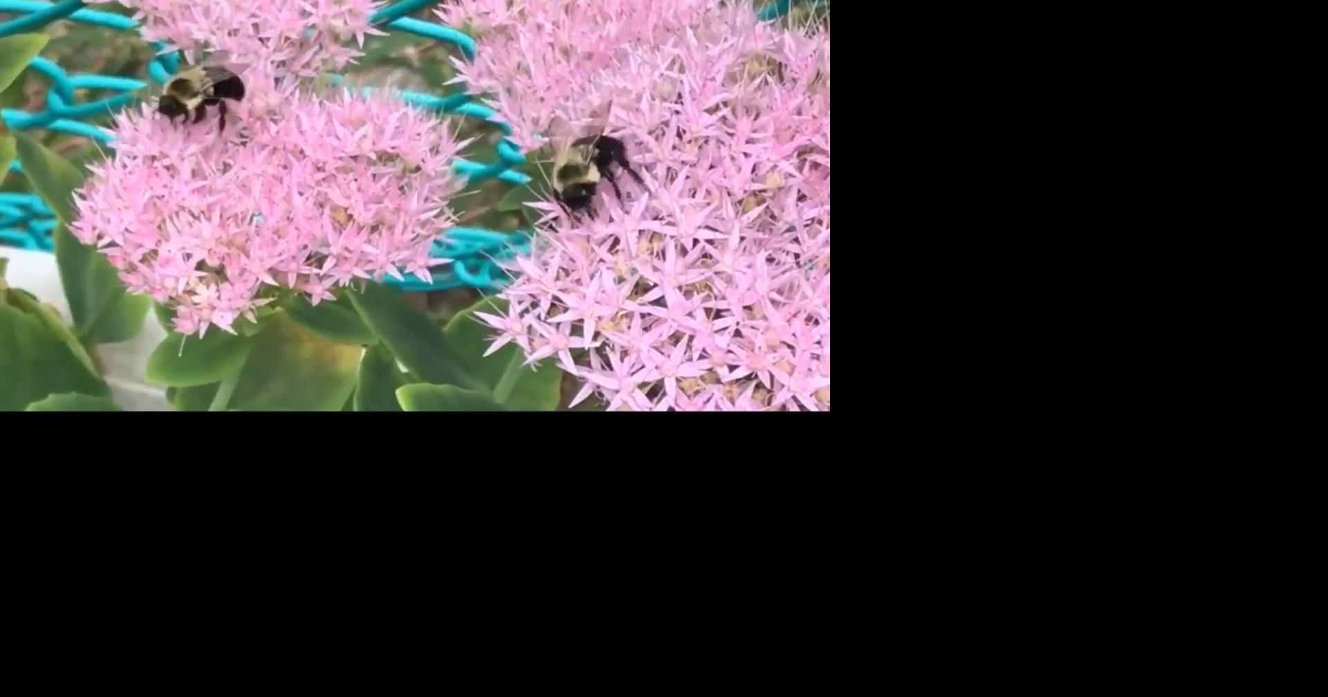 Toxic pesticides impacting bees and other insects