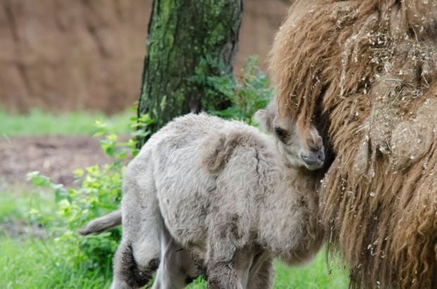 Baby camel born at St. Louis Zoo