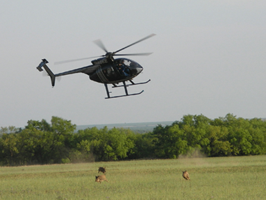 ‘We are being invaded by wild hogs’: Feds shoot swine from chopper in ...