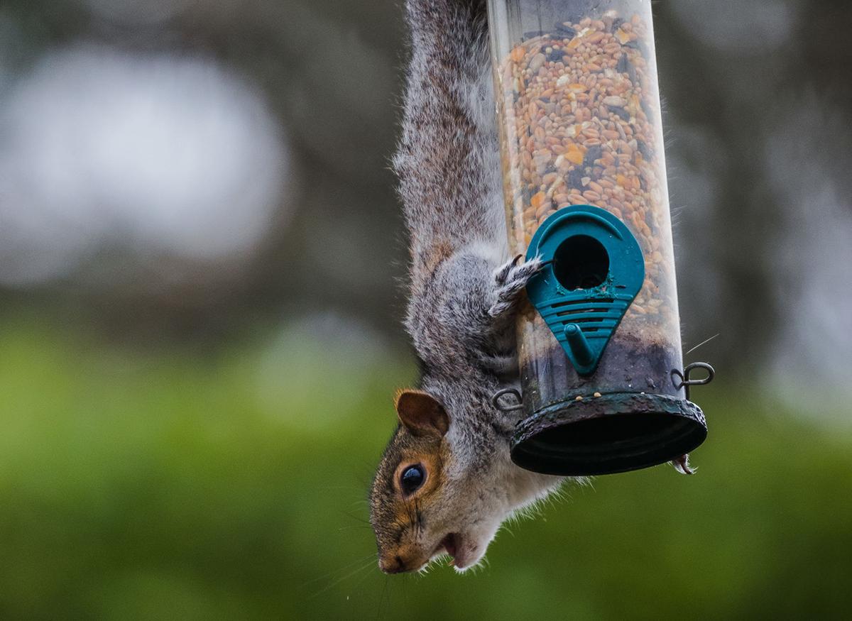 McClellan: Matching wits with Missouri squirrels