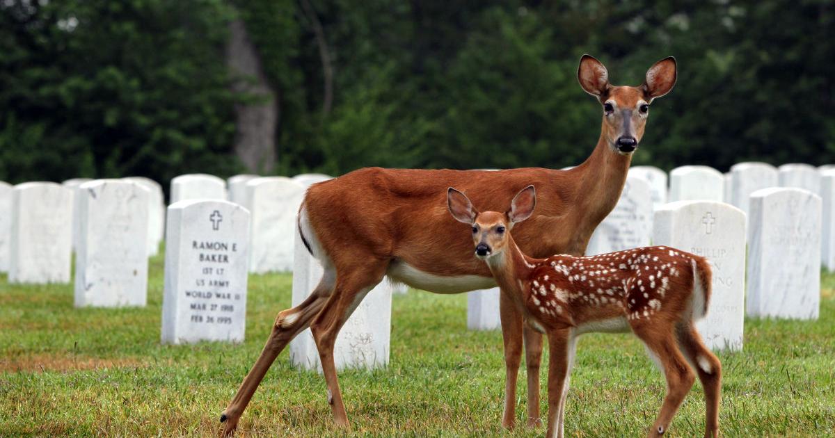 Efforts to stop a fatal deer disease in Missouri splits hunters