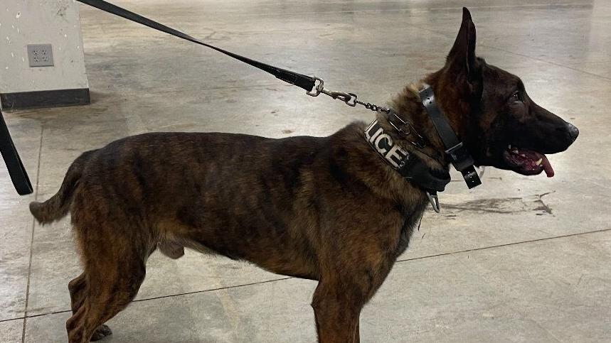 Runaway police dog found in Florissant backyard, police say
