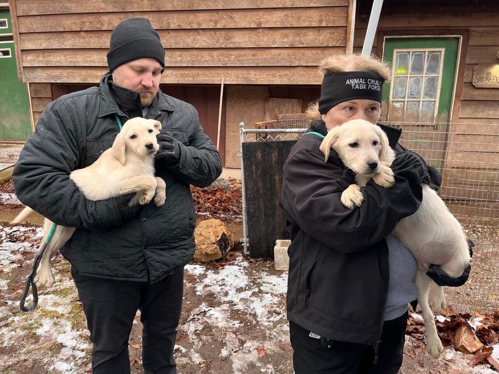 First yellow Lab rescued this week by Humane Society of Missouri is ...