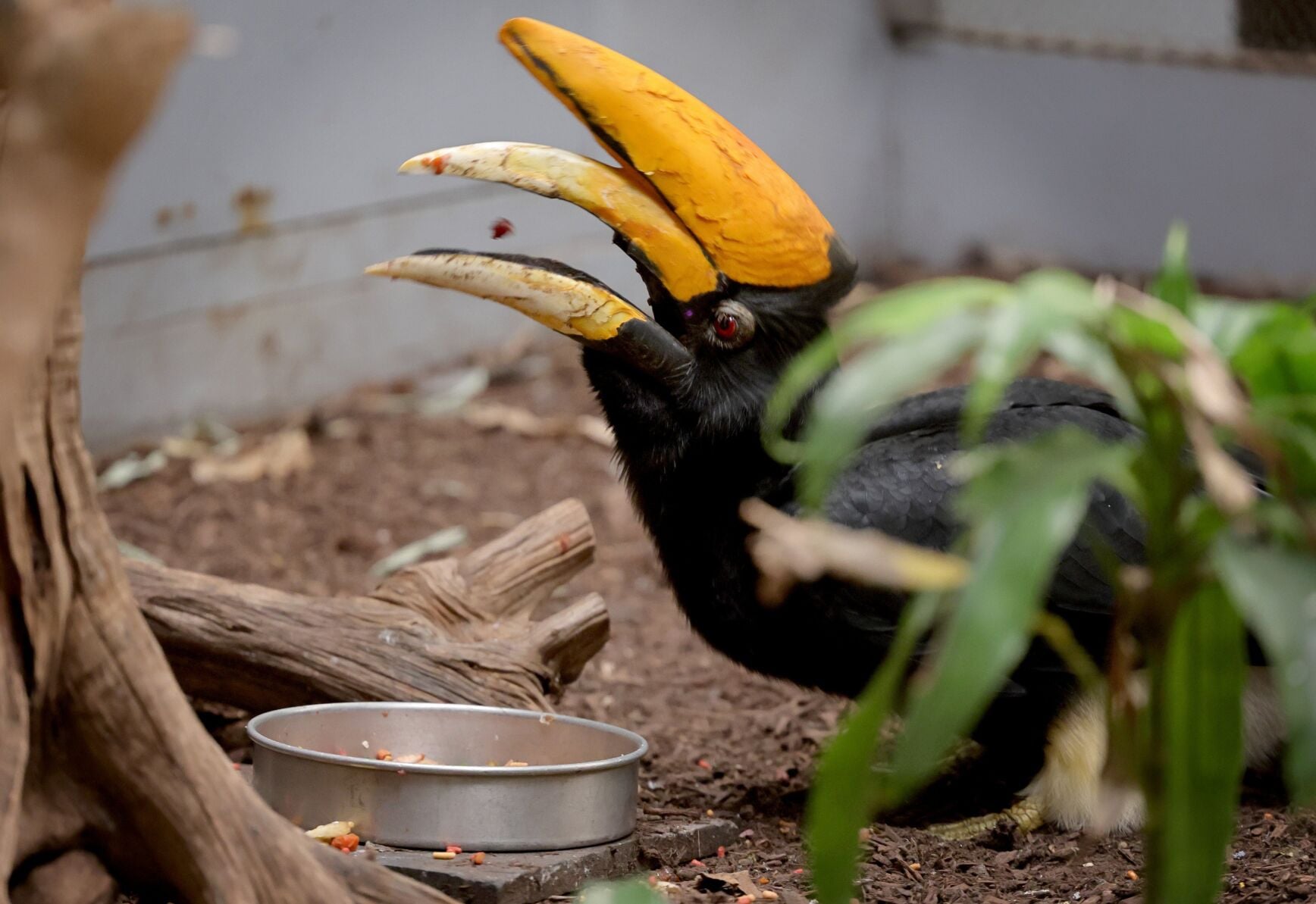 Photos: St. Louis Zoo's historic bird house to close for renovation