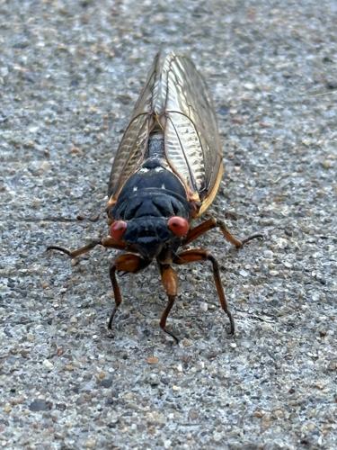 Cicadas emerge from under ground