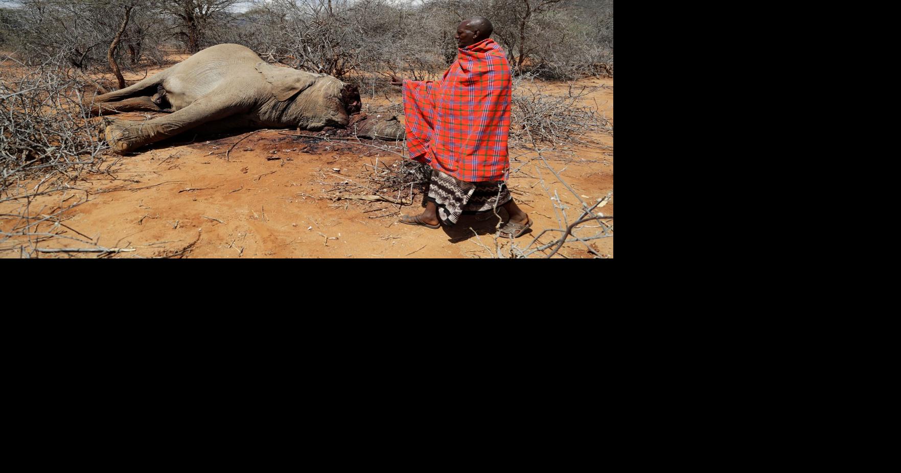 Hundreds of elephants, zebras die as Kenya weathers drought