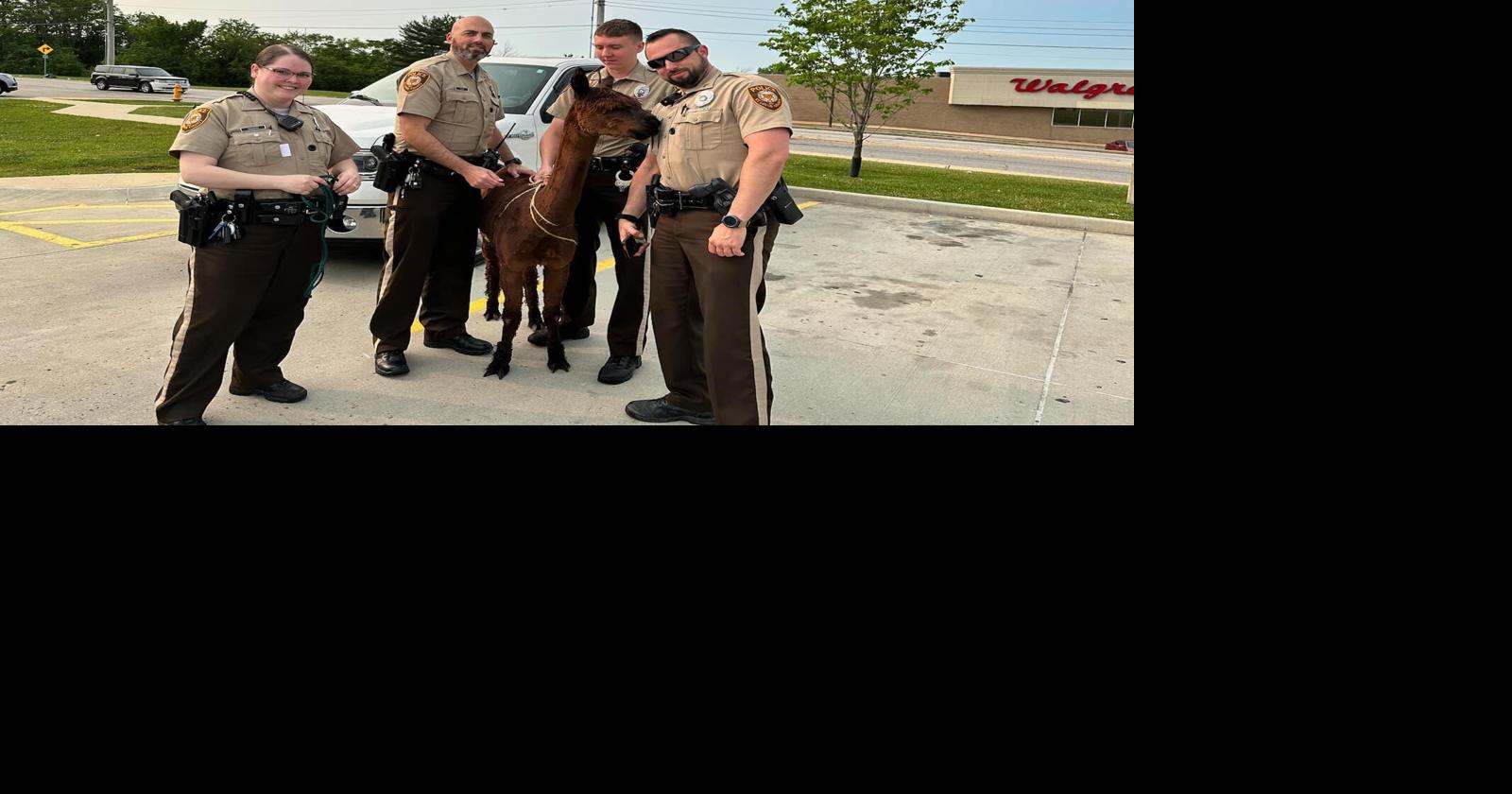 Llama on the loose: St. Louis County cops pose for photo with peculiar ...