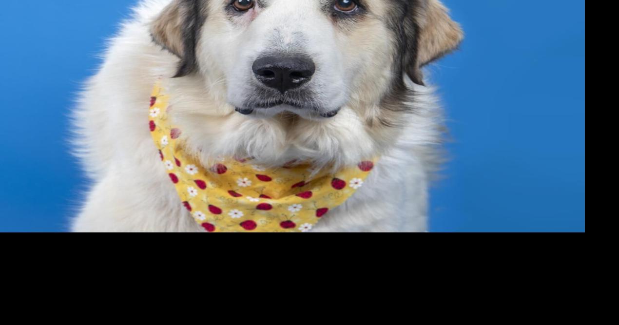 Meet our pets of the week: A great Pyrenees mix, a cattle dog mix and a pig