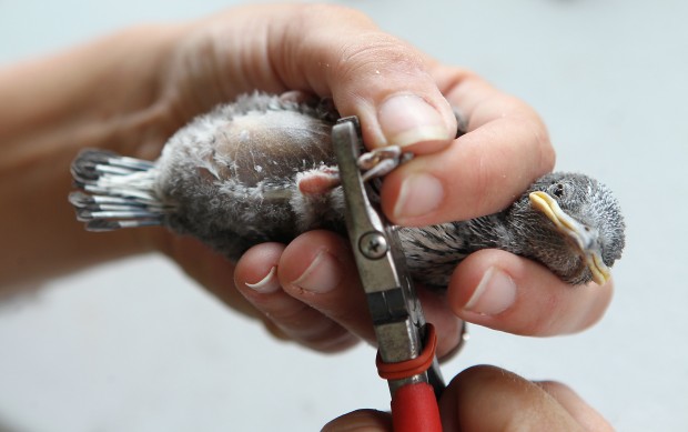 Bird lovers carefully gather baby purple martins to mark them with leg ...
