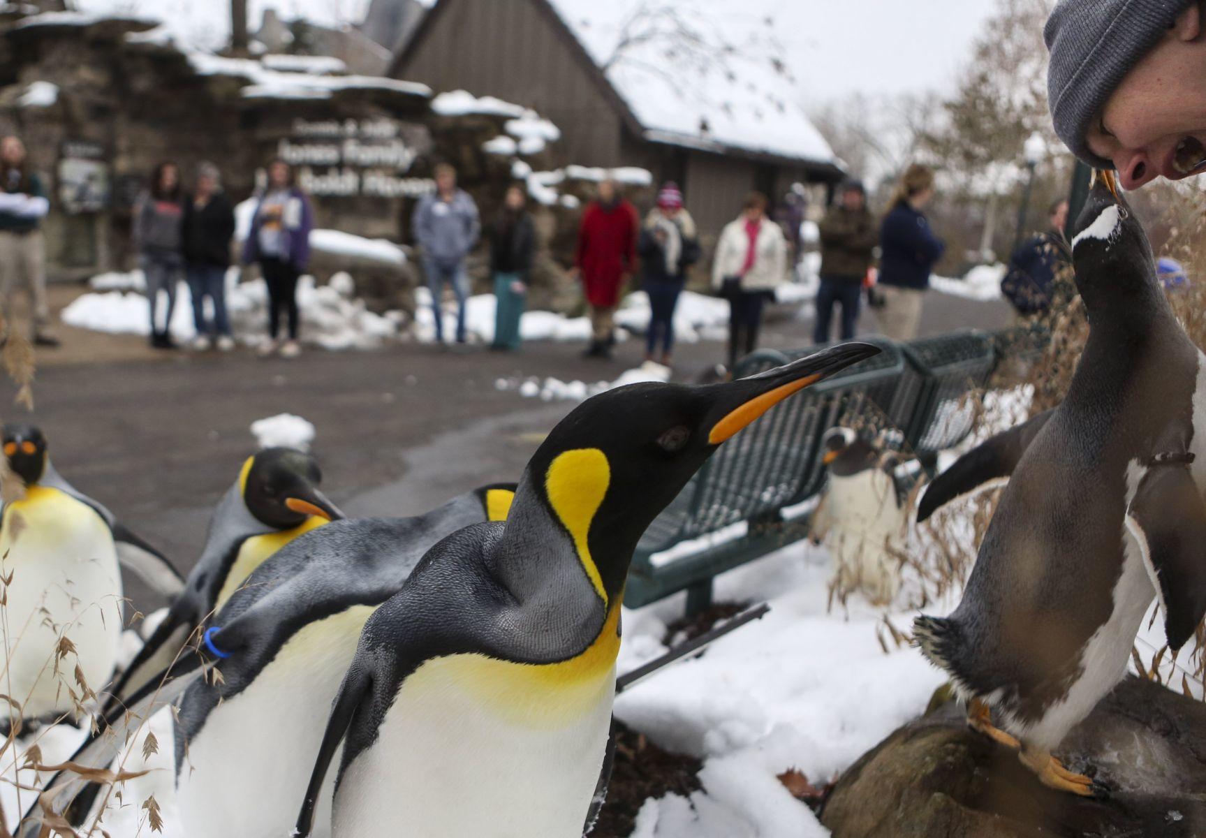 Photos: Penguins explore the St. Louis Zoo
