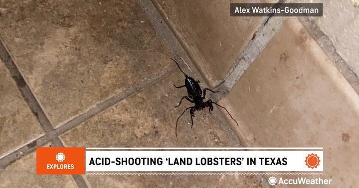 Rain brings out acid-shooting ‘land lobsters’ in West Texas