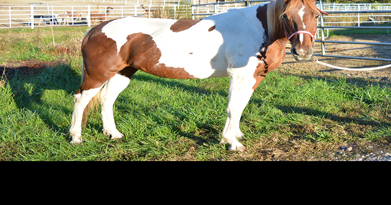 Pet of the week: Meet Lady Asha